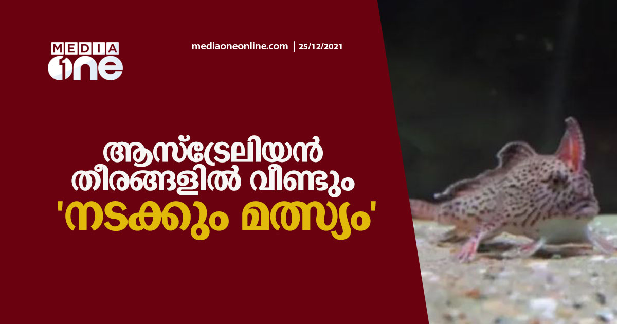 'നടക്കും മത്സ്യം' വീണ്ടും ആസ്‌ട്രേലിയൻ തീരങ്ങളിൽ | Rare ‘walking’ fish ...