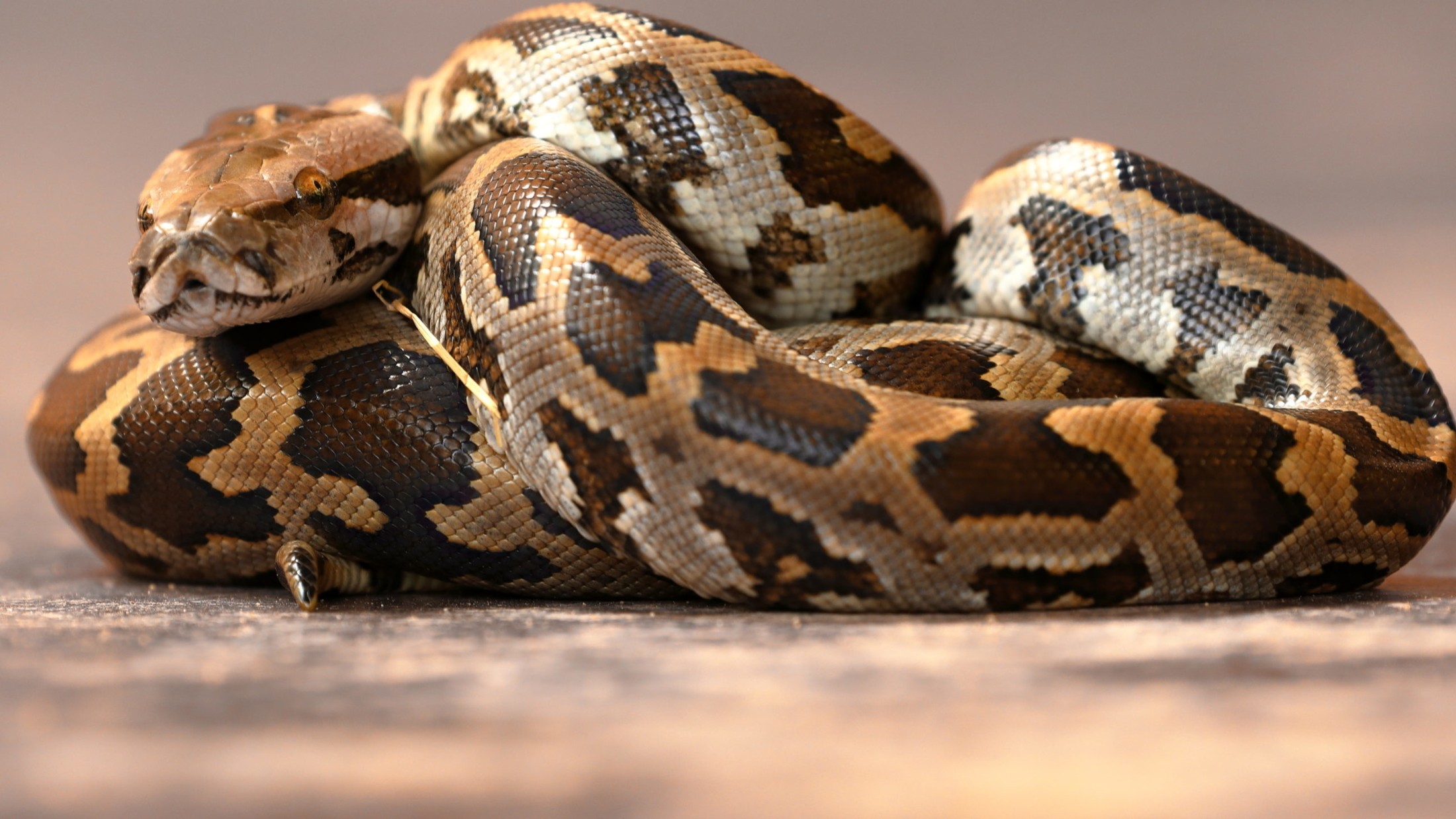 ഇന്തോനോഷ്യയില്‍ 54 കാരിയെ പെരുമ്പാമ്പ് ജീവനോടെ വിഴുങ്ങി | 54-year-old ...