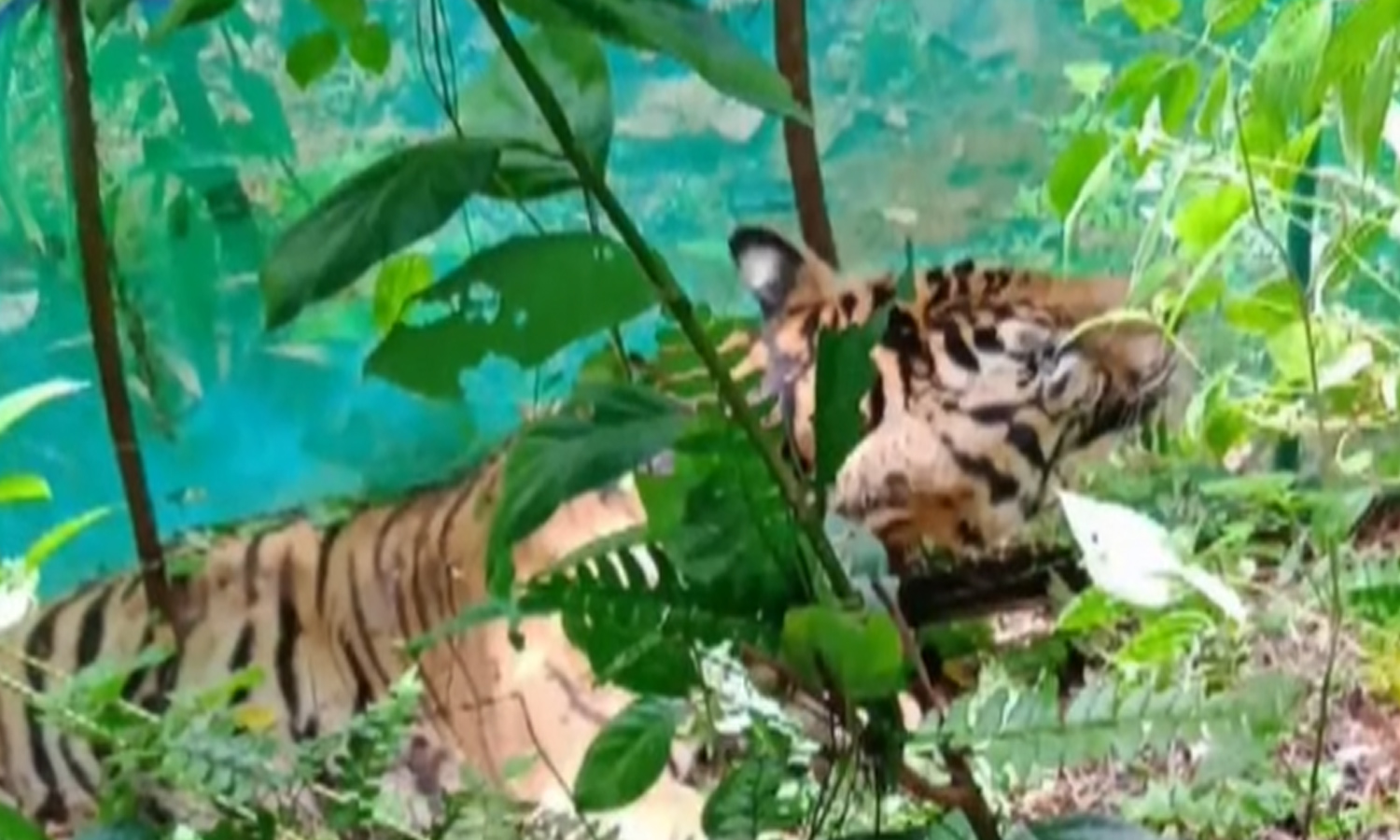 പത്തനംതിട്ട ഞള്ളൂരിൽ കടുവ ചത്തത് മുറിവിലെ അണുബാധ മൂലം; വനം വകുപ്പ് ...