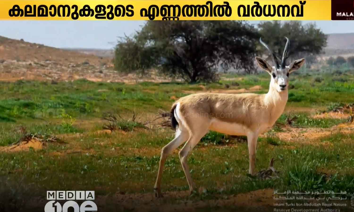 Arabian Deer Population on the Rise in Saudi Arabia's Protected Forests ...