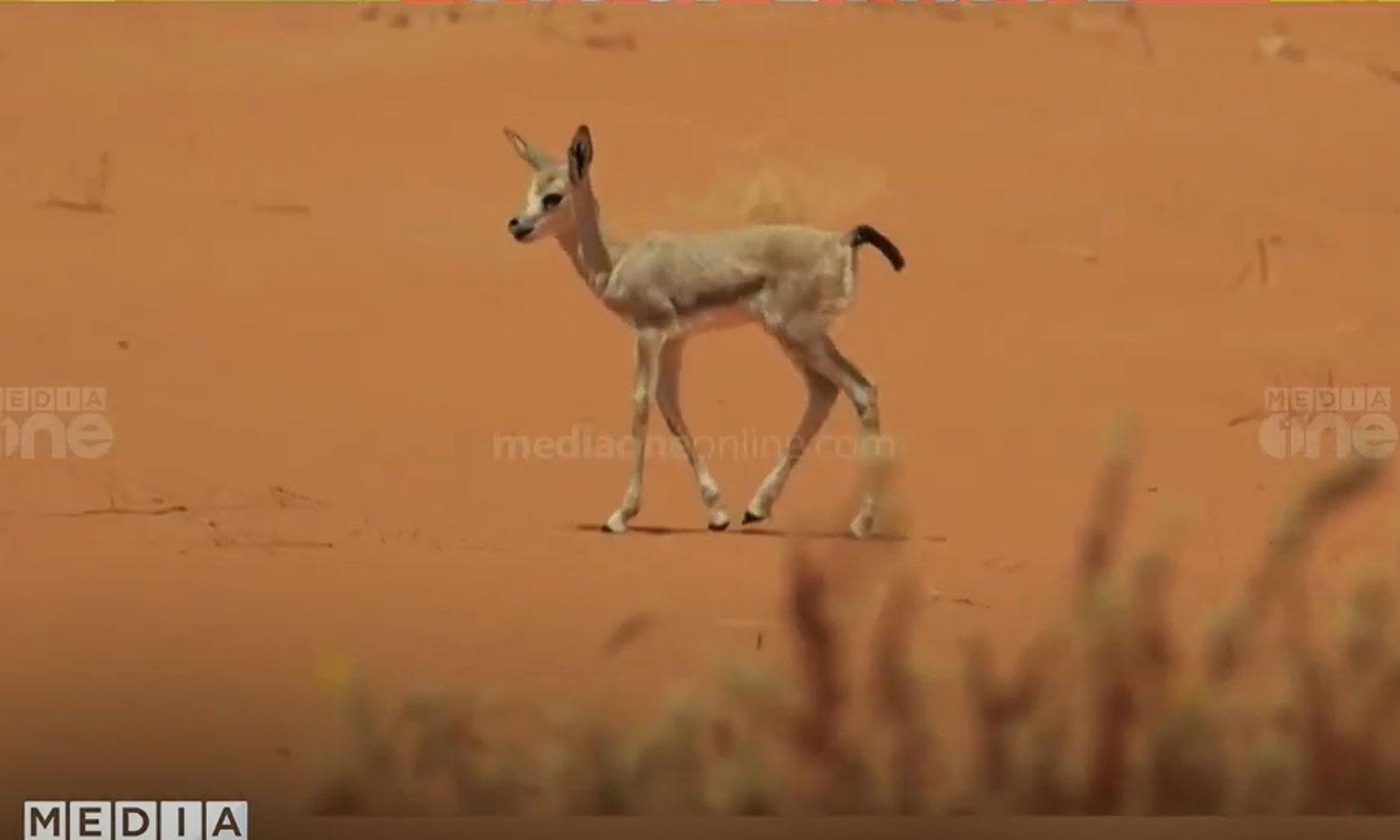 Discover the Biodiversity and Heritage of Uruk Bani Ma'rid in Saudi ...
