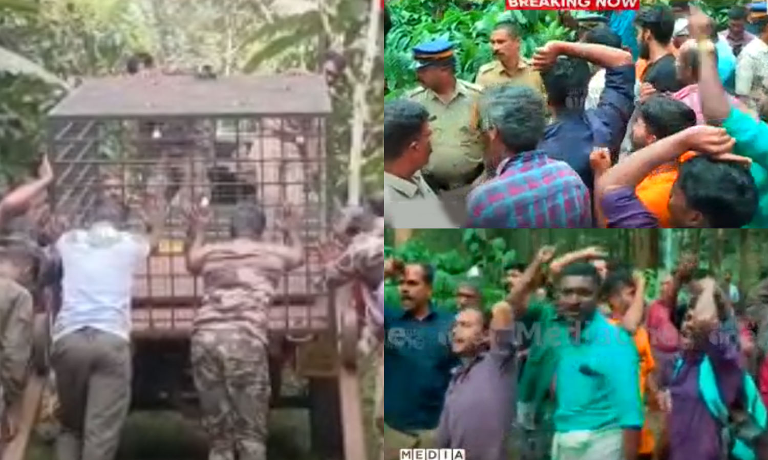 വയനാട്ടെ നരഭോജി കടുവ കൂട്ടിലായി; കൊല്ലാനാവശ്യപ്പെട്ട് നാട്ടുകാരുടെ ...