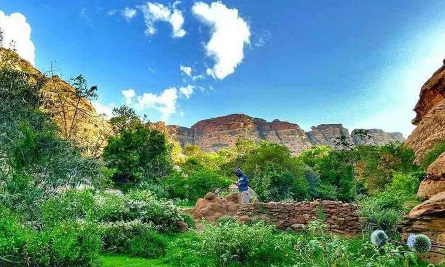 മഴയ്ക്ക് പിന്നാലെ പച്ച പുതച്ച് സൗദിയിലെ ഹറൂബ്ബ് ഗവർണറേറ്റ് | Saudi ...