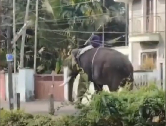 എറണാകുളം പറവൂരിൽ ആനയിടഞ്ഞു; മൂന്ന് പേര്‍ക്ക് പരിക്ക്,ഒരാളുടെ നില ...