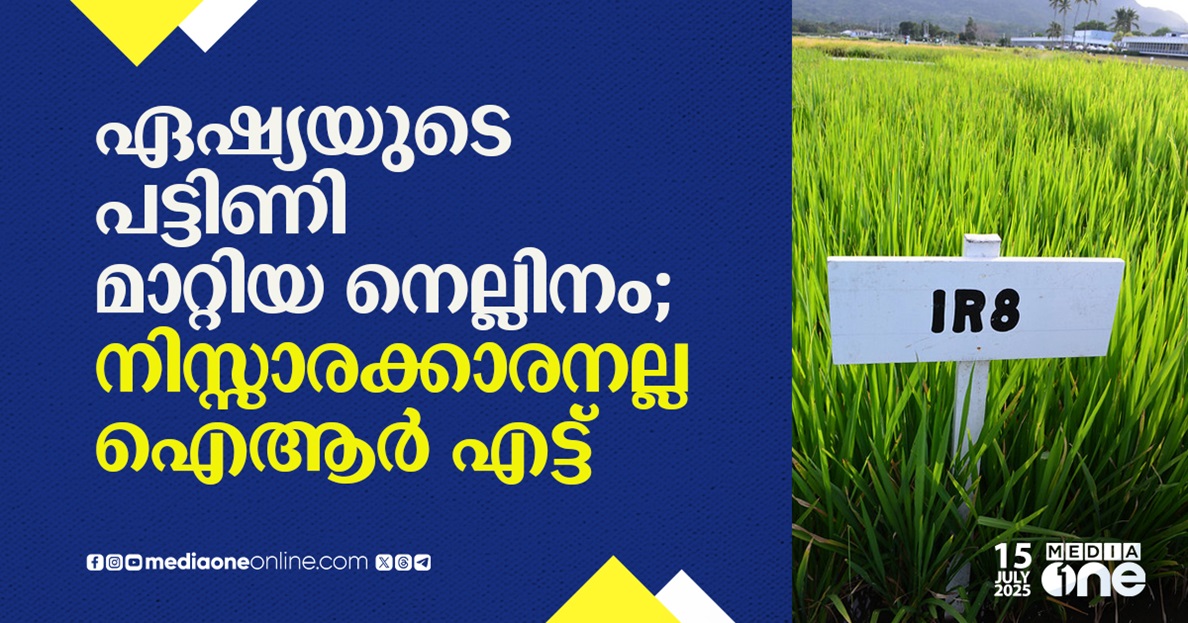 ഏഷ്യയുടെ പട്ടിണി മാറ്റിയ നെല്ലിനം; നിസ്സാരക്കാരനല്ല ഐആര്‍ എട്ട് | IR8 ...