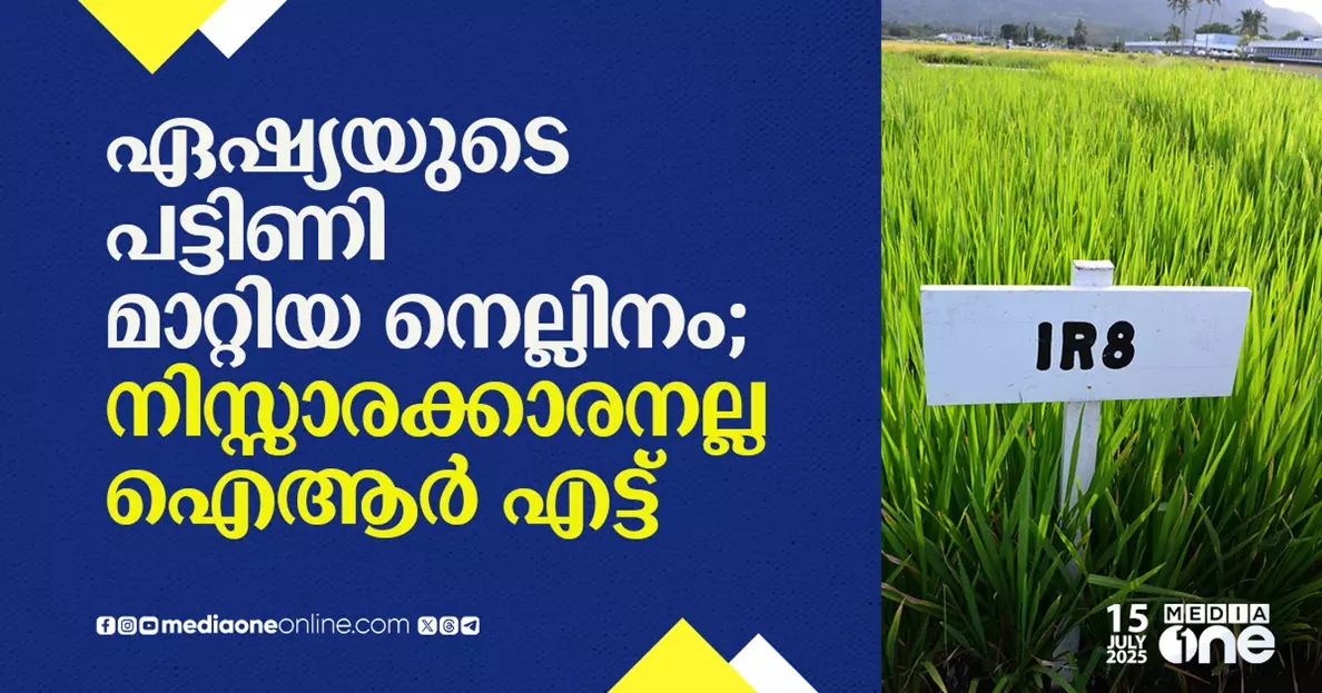 ഏഷ്യയുടെ പട്ടിണി മാറ്റിയ നെല്ലിനം; നിസ്സാരക്കാരനല്ല ഐആര്‍ എട്ട് | IR8 ...