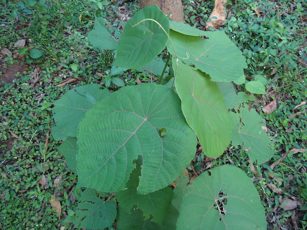 റബ്ബറില്‍ നഷ്ടം വന്നപ്പോള്‍ വട്ട കൃഷിയില്‍ വിജയം കൊയ്തൊരു വക്കീല്‍